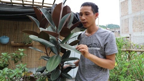 能把"橡皮树"养得这么好,方法很简单