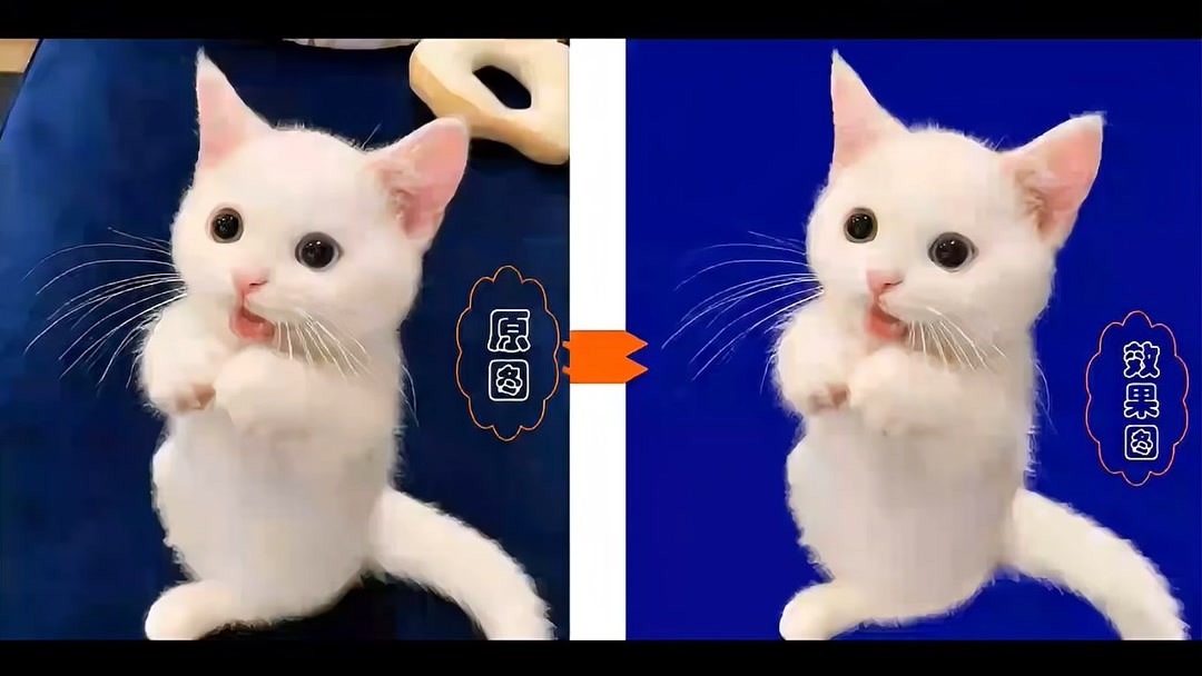 PS-调整边缘画笔工具(猫咪抠图)