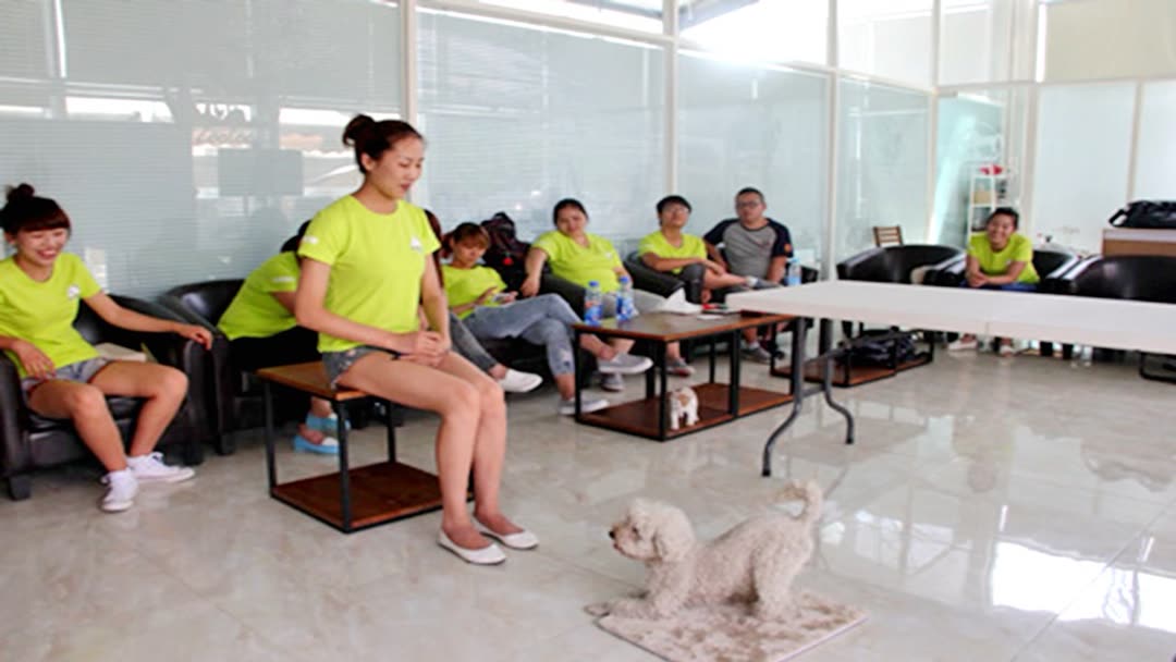 训犬师培训学校哪家靠谱?