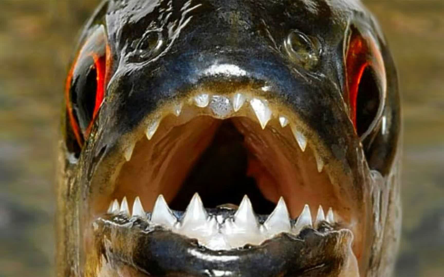 世界上最可怕的鱼,比食人鱼还恐怖100倍,见了它赶紧跑