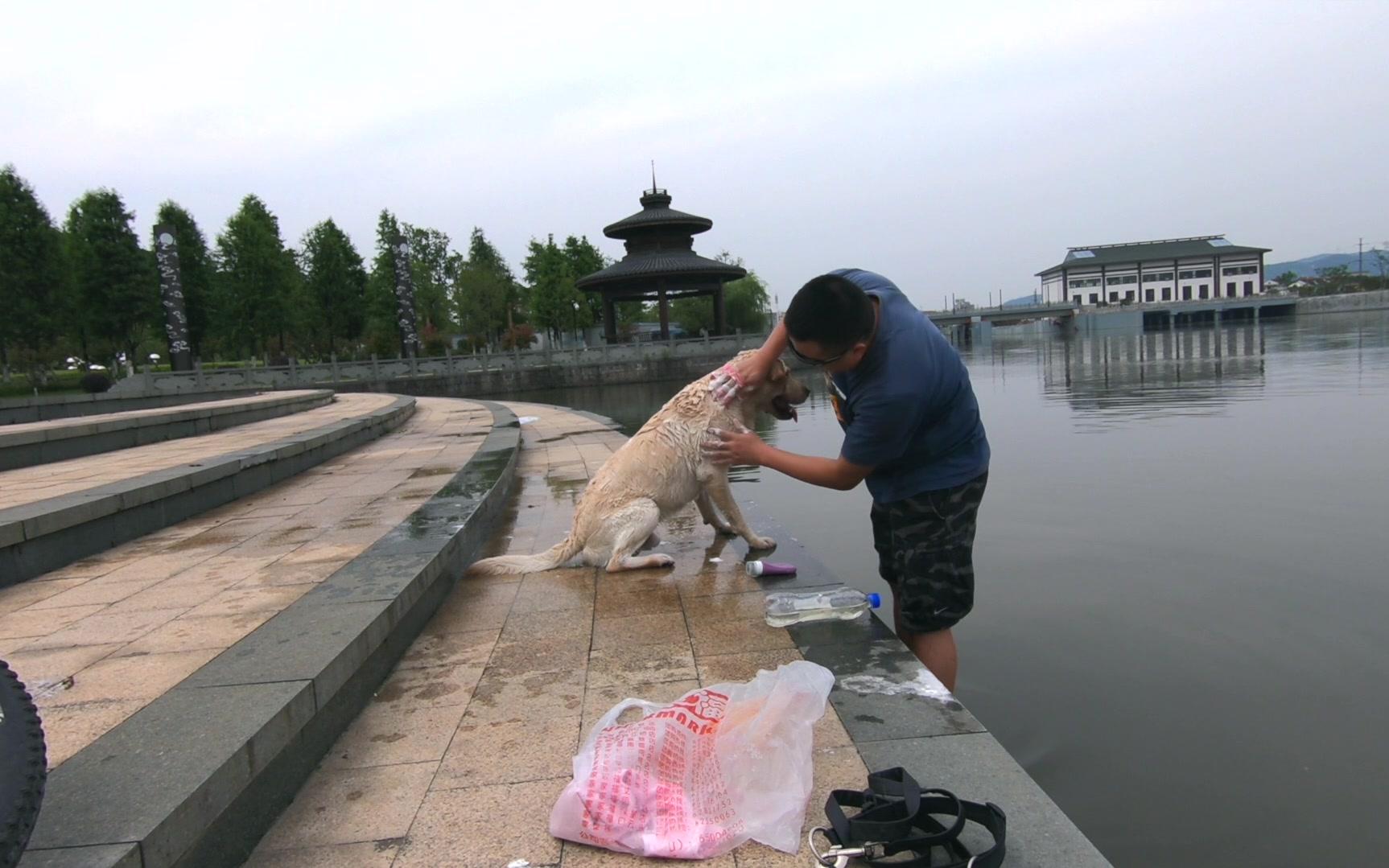 这样给狗狗洗澡宠物店都不用去了,省钱好方法