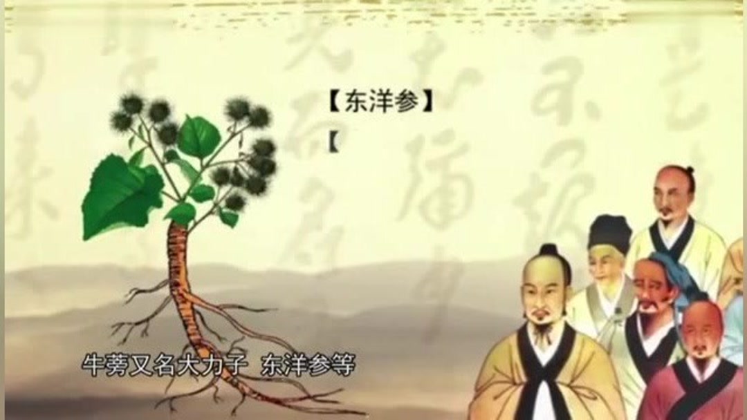 健康养生牛蒡茶