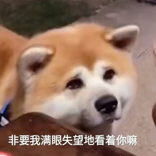 十三Maple码字养猫 