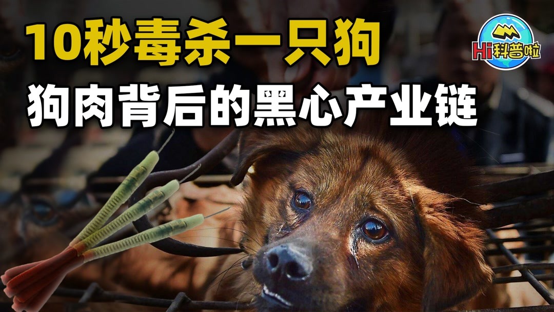 毒杀、贩卖、食用!宠物狗失踪的背后,有什么令人心悸的产业链?