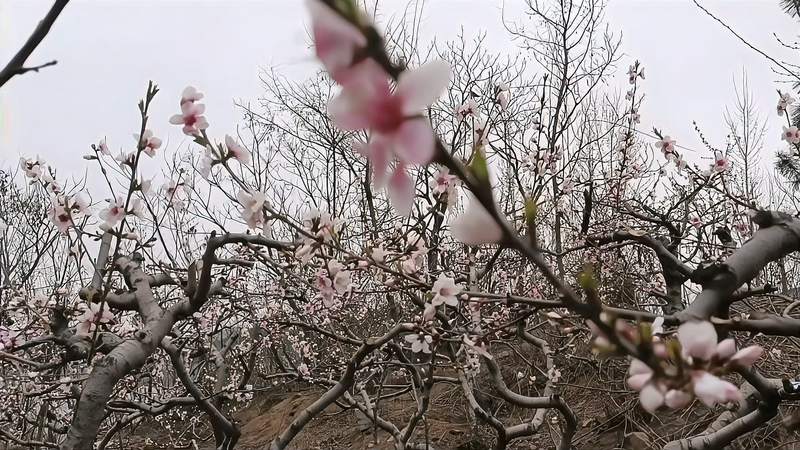 家兔呼吸道问题怎么解决