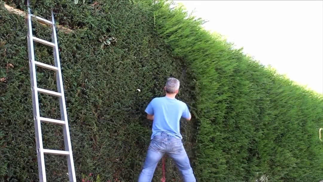 修剪绿篱谁还用剪刀?牛人是这样修剪的!