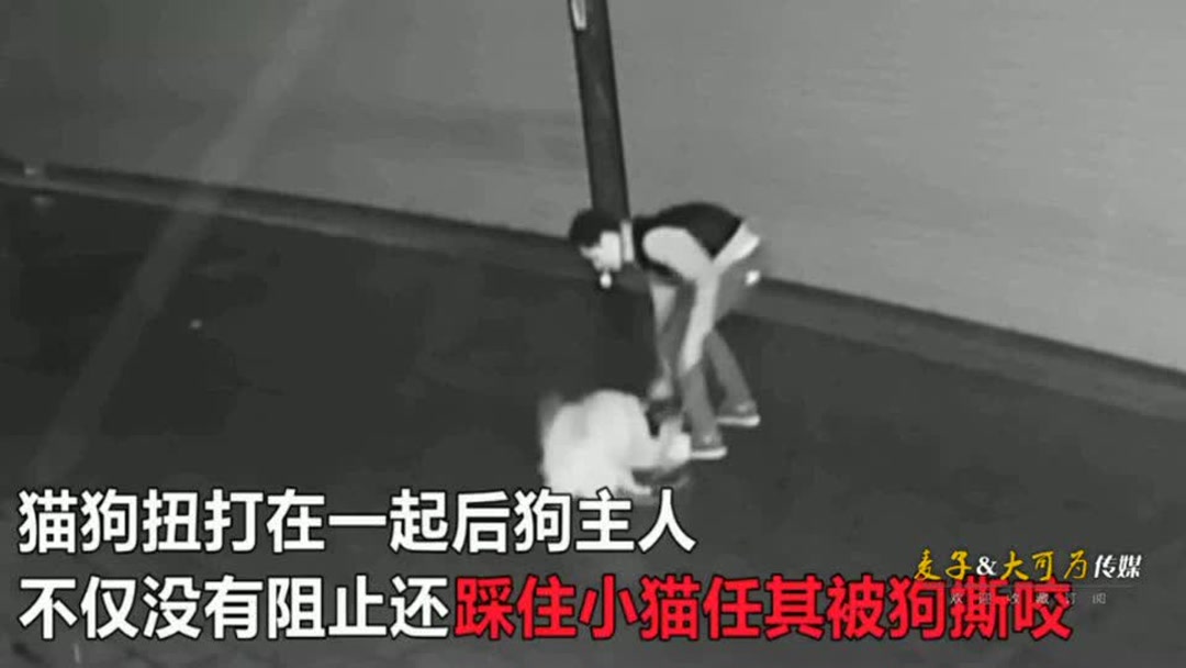 监拍小猫街头被大狗撕咬 狗主人未阻止反出阴招