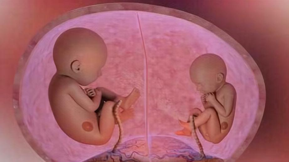 双胞胎在妈妈肚子里会干嘛?3D动画演示全过程,看完...
