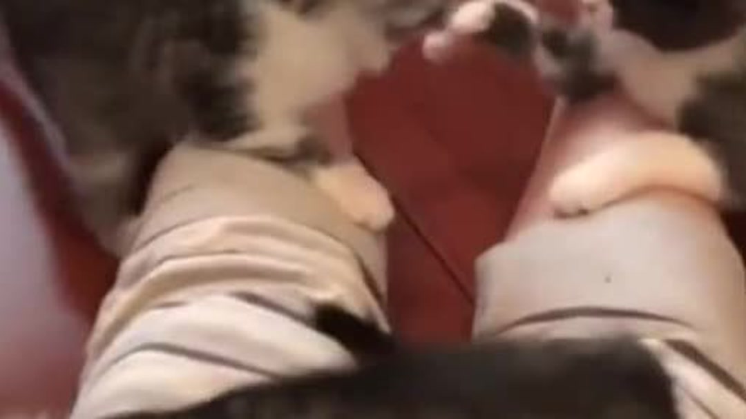 猫咪撒娇卖萌,主人无可奈何