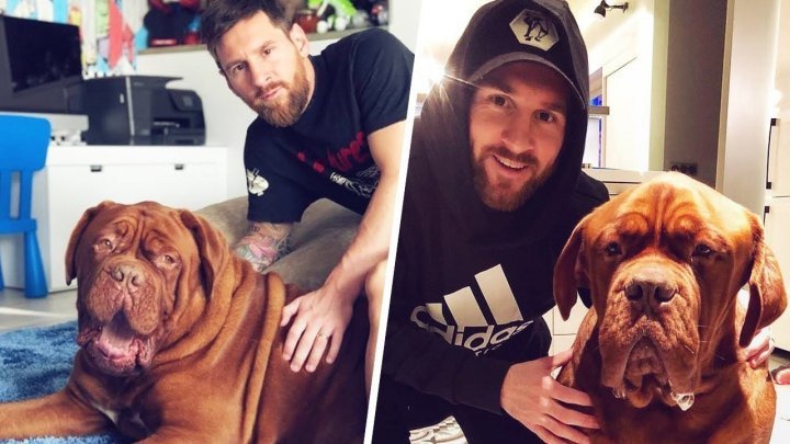 当梅西发飙!狗都不放过 自家大浩克=梅西陪练!还说人不如狗?