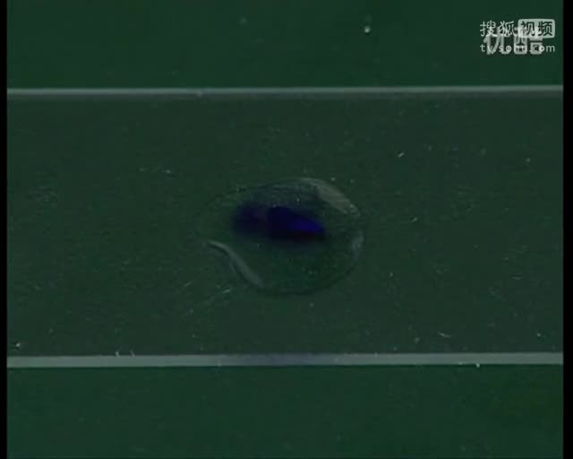 高中生物实验视频 01观察根尖分生组织细胞的有丝分裂