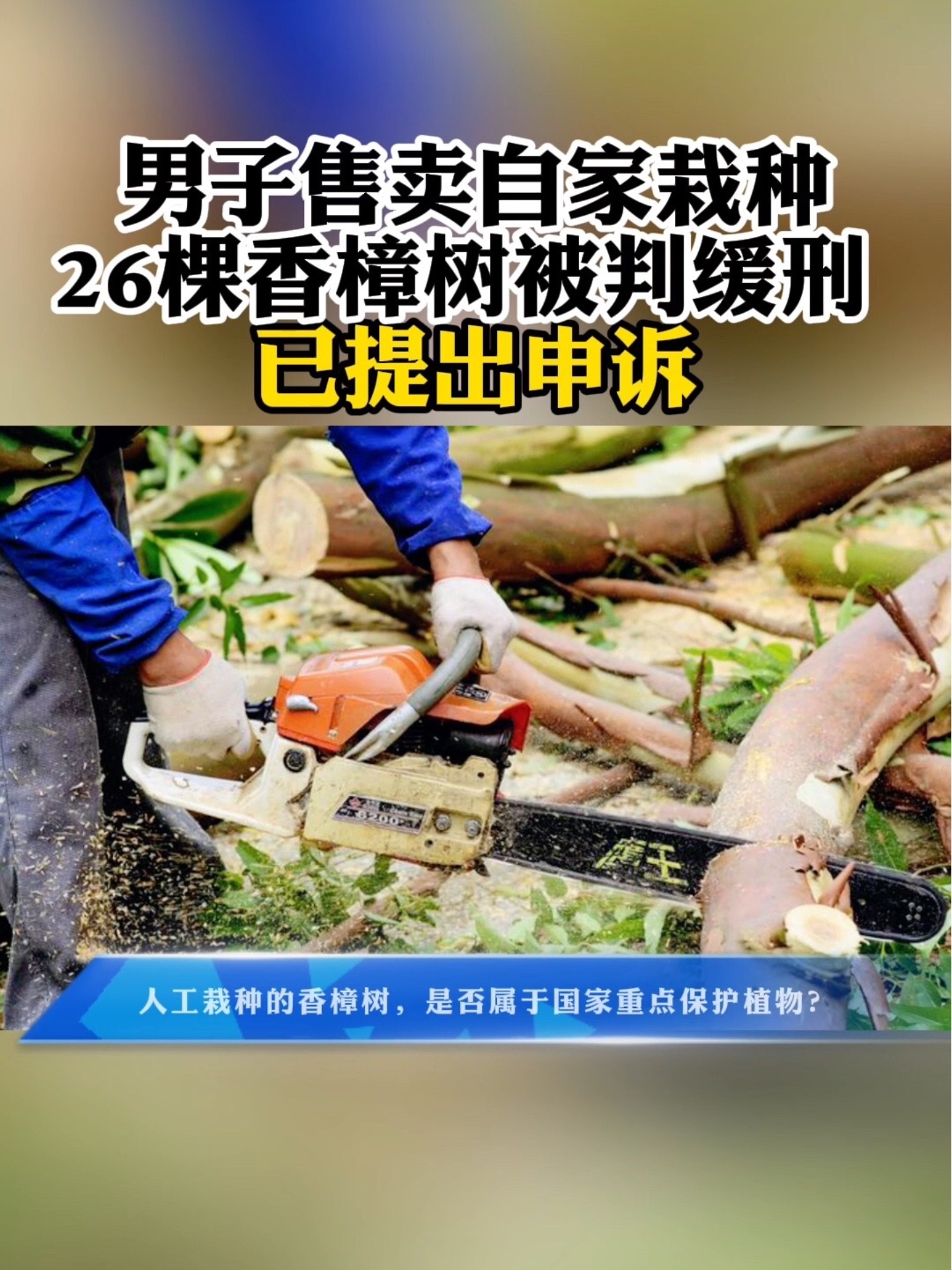 男子售卖自家26棵香樟判缓刑,同案不同判惹争议