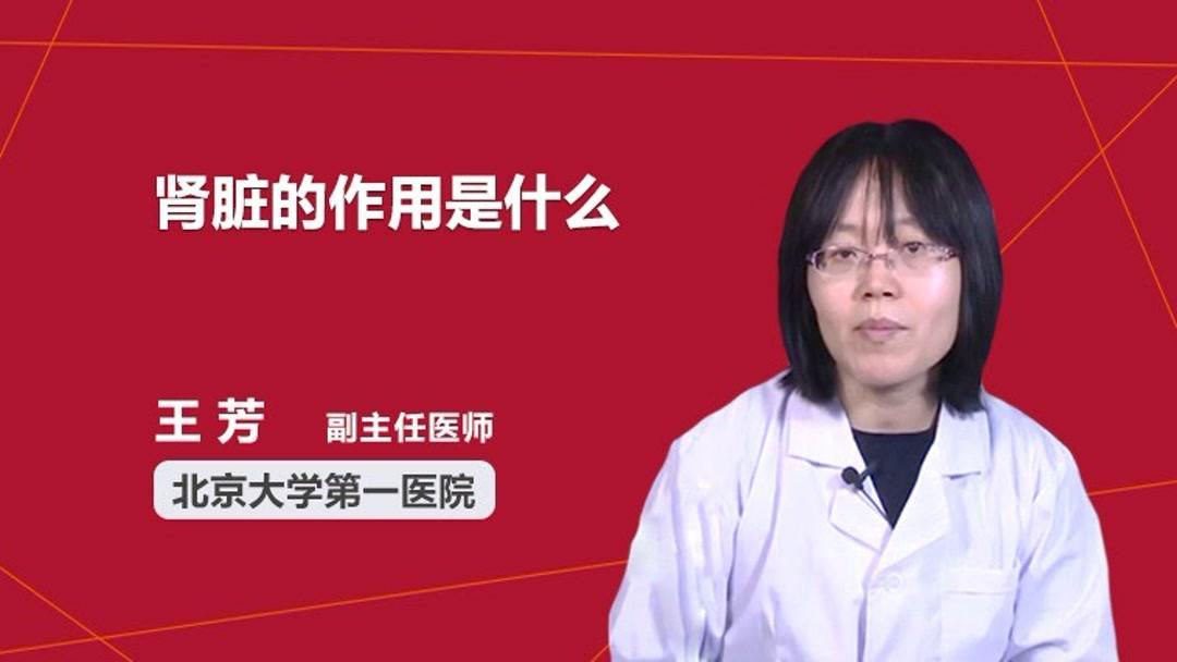肾脏的作用是什么