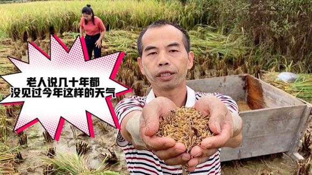 几十年没见过这样的天气了 田里的稻谷都发芽了烂了