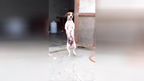 狗狗跳舞节奏感太好了!舞王要诞生了