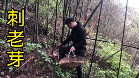 胃溃疡,胃炎不用愁,快来认识农村的的刺老芽,了解好处不吃亏