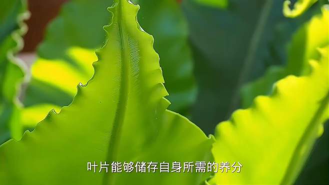 双子叶植物叶片的结构特点!