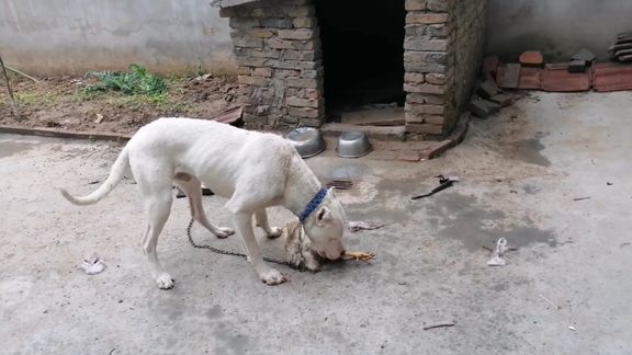 邻居家的鸡被黄鼠狼咬死了,送给小伙喂杜高犬,狗狗吃的很尽兴。