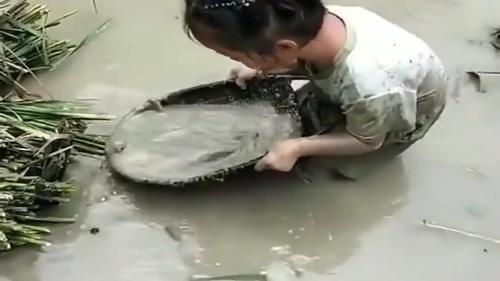 农村生活:稻田抓鱼,勾起了童年回忆,无比的快乐,可惜回不去了