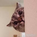 凯敏看影片 