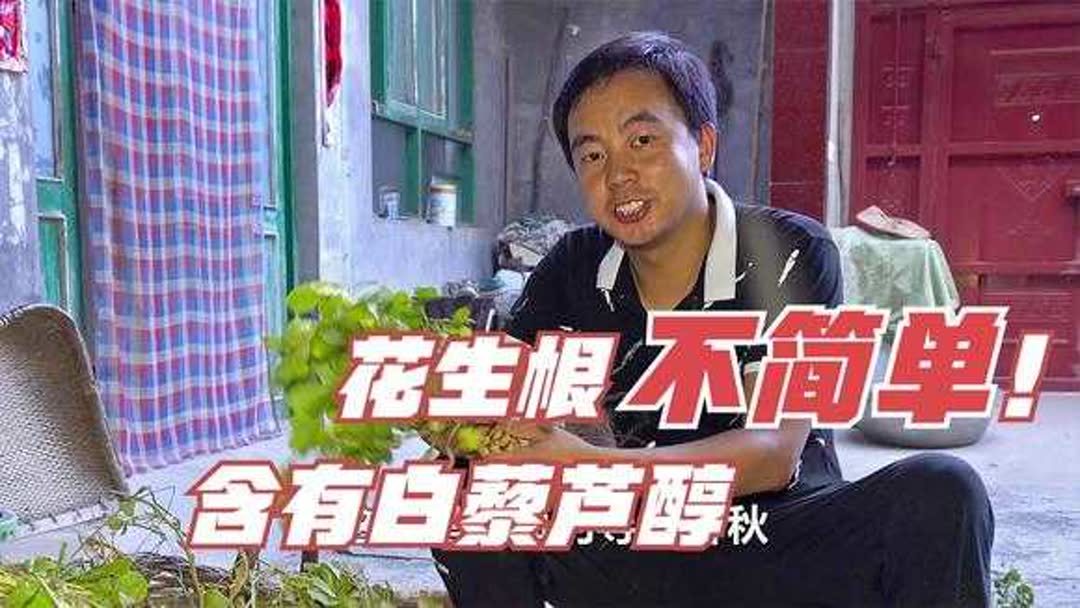 花生根的功效和作用真不少,难怪很多人会去买,不简单啊