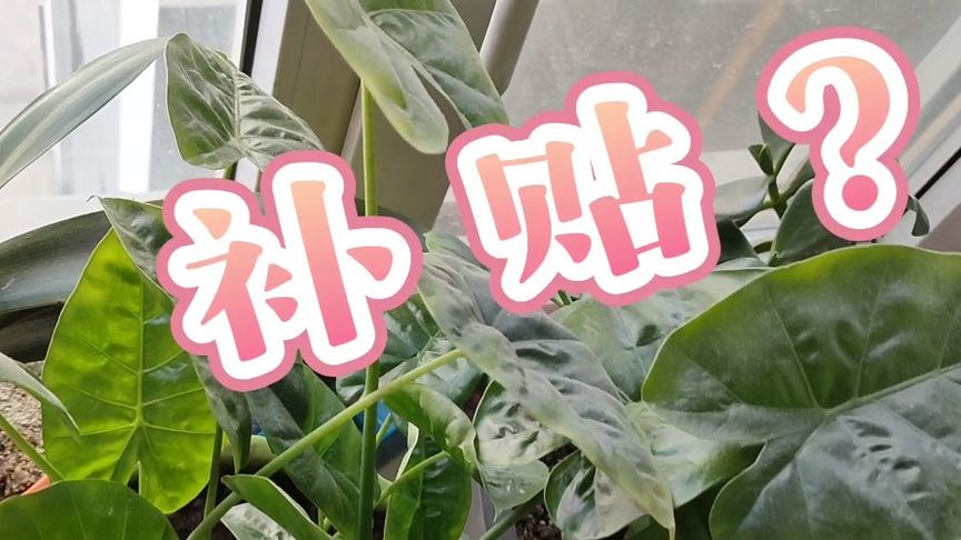 参保企业2020年稳岗补贴!好消息!受疫情影响,政府有什么优惠政