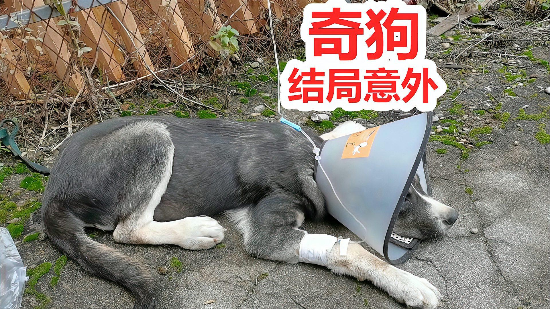 经过几天救治,细小加冠状重病中亚犬状况如何,看完之后令人心酸