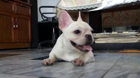 法斗犬为什么这么贵 一只斗牛犬要多少钱 法国斗牛狗的价格