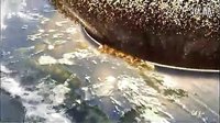 小行星撞地球全过程 惊！