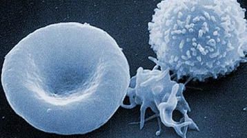 人体内的白细胞是怎么消灭细菌的?(含3分钟精彩视频)