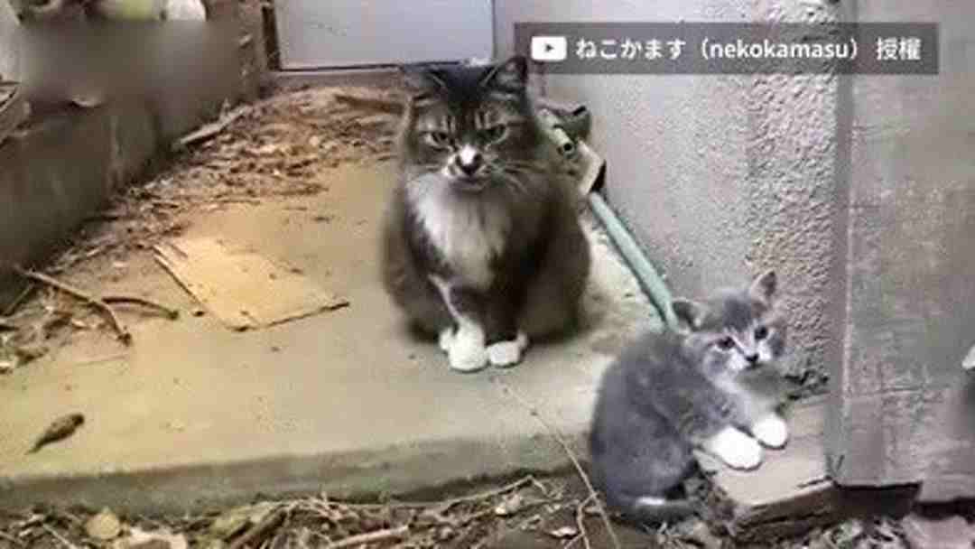 多次把宝宝交给人类带的流浪猫妈妈,四年后.
