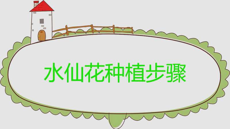 水仙花种植步骤,这样种植水仙花能生长得更好