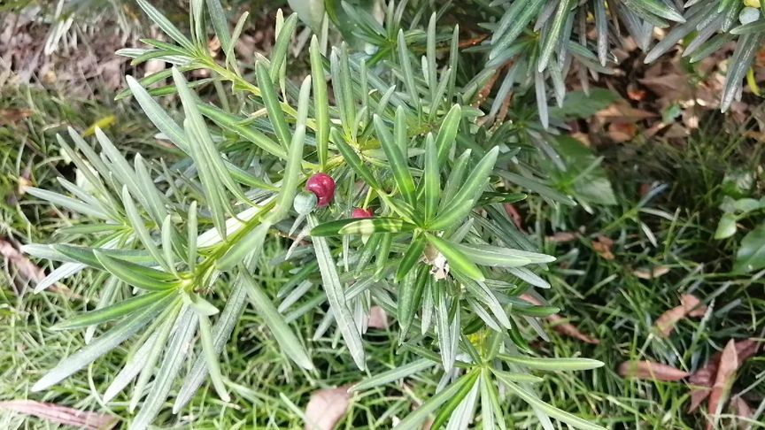 罗汉松的果子,有红有绿,有点意思