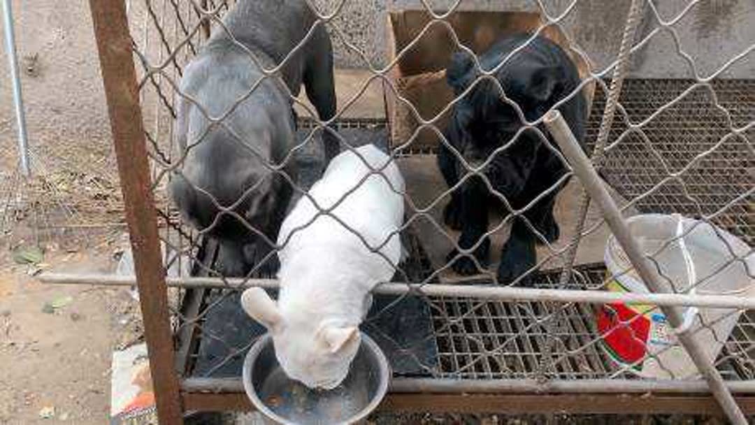 法斗脾气暴躁爱打架,竟把卡斯罗驯服当小弟,原因让人大跌眼镜!