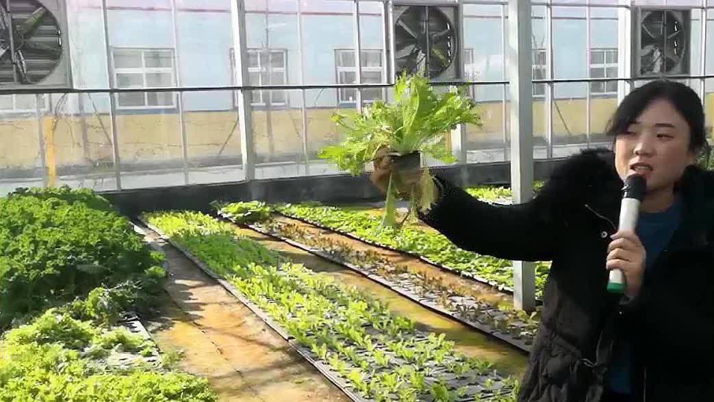 农村生活:不同种植栽培技术的区别优势讲解,控水系统成本分析