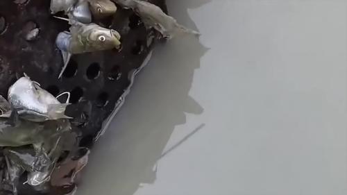 浇地潜水泵不出水,被小鱼堵住进水口,有鱼汤喝了!