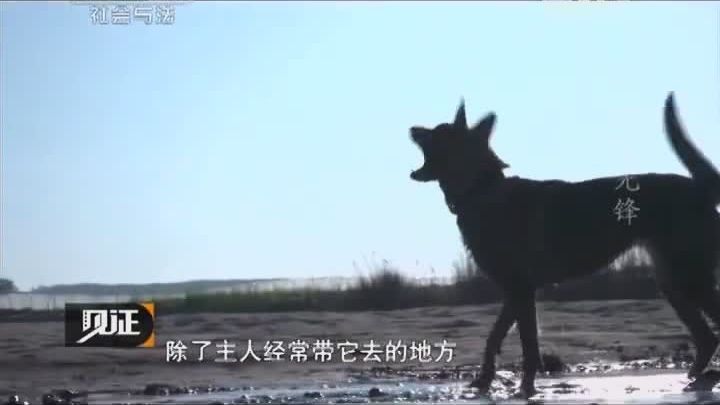 缉毒警察任务中牺牲,功勋警犬每天去江边守望着滚滚江水,看哭了