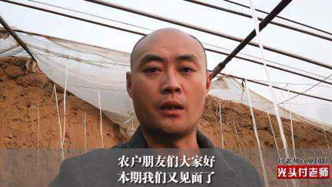 为啥番茄结果少?那是你开花前没用这,全是经验呀