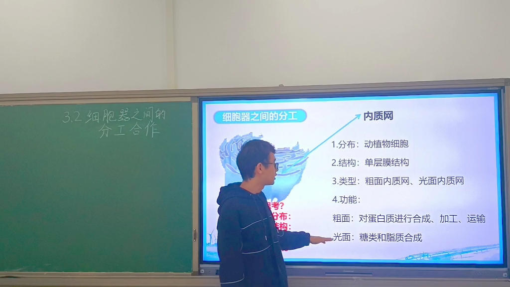 细胞器之间的分工合作