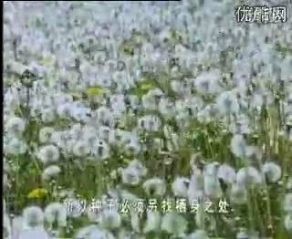 蒲公英种子的传播