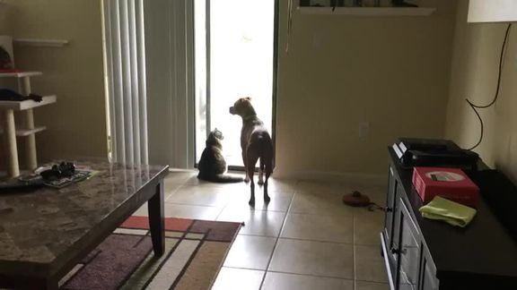 比特犬和喵主子养在一起竟然能不打架