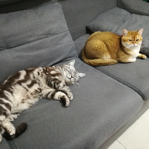 爱猫的木北 