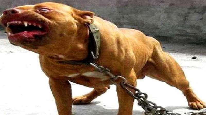 全球最凶恶的狗,干起架来不死不休,很多国家都禁止饲养