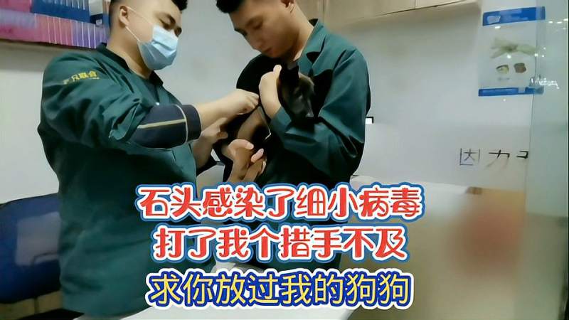 爱犬感染细小病毒,求你放过我的石头,为什么要这样对它