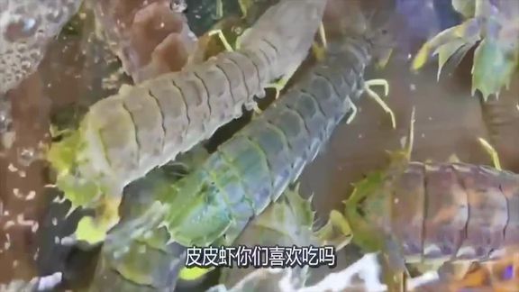 泰国街头的皮皮虾,2只就要88元,不过切开后太惊喜了啊