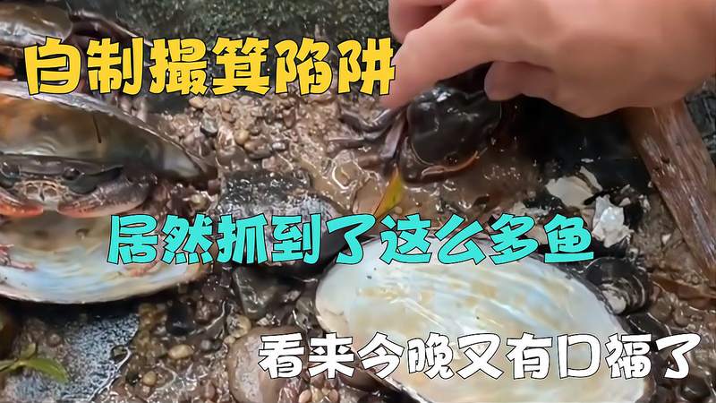 自制撮箕陷阱!居然抓到了这么多鱼,看来今晚又有口福了