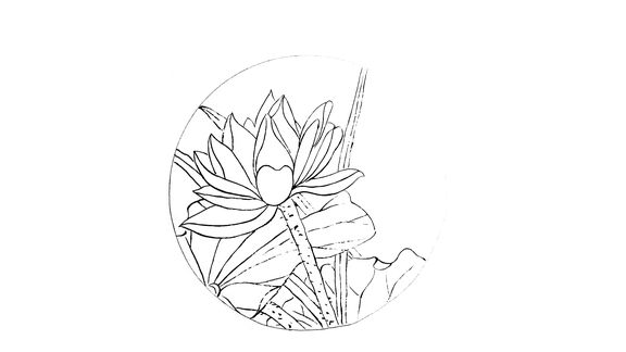 白描荷花的画法,刚开始学习,请多多支持