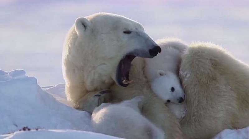 北极熊:与时间赛跑?冰川融化的影响,竟改变了北极熊的生育!