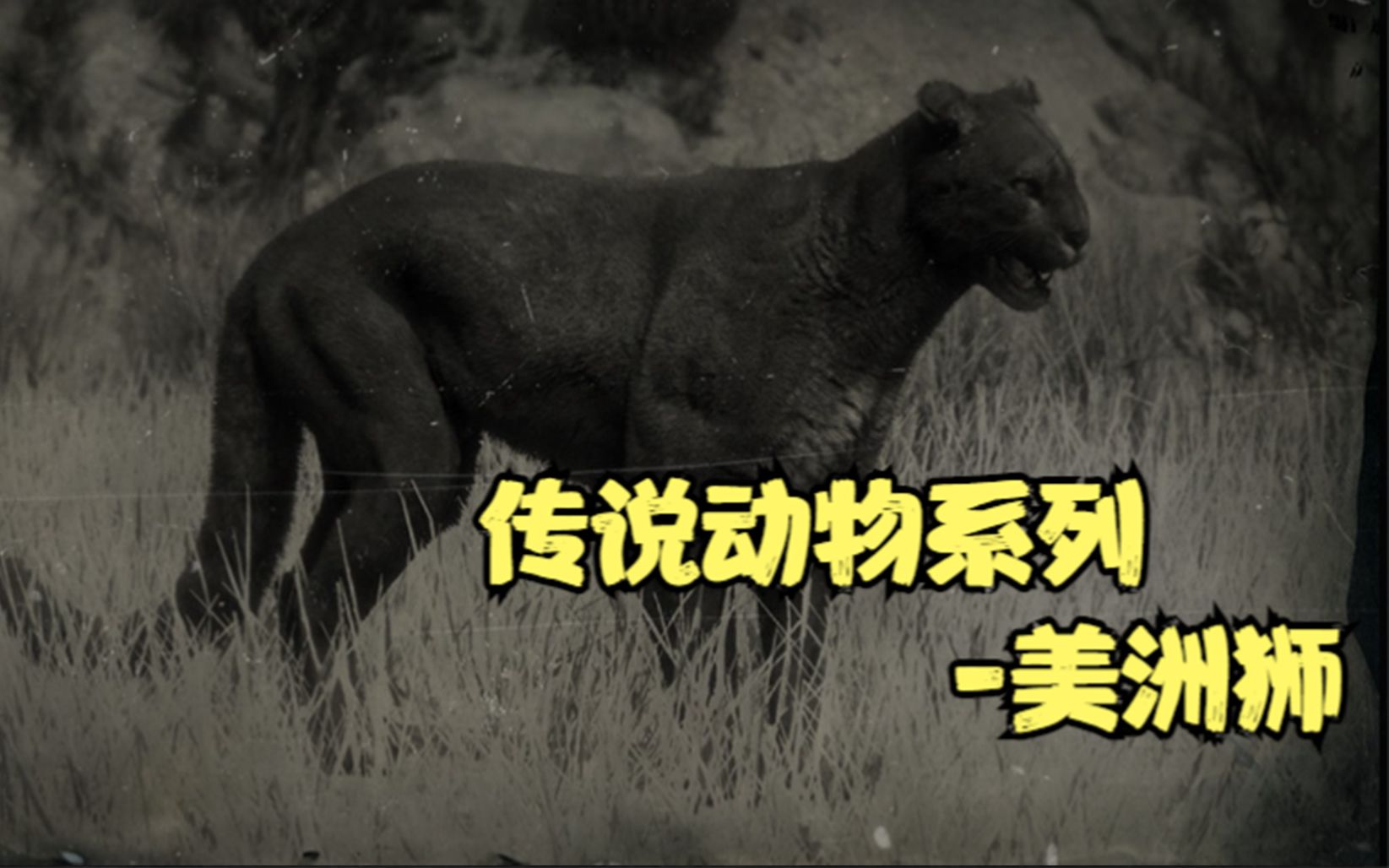 荒野大镖客2【大表哥2传说动物狩猎攻略】3(传说美洲狮)