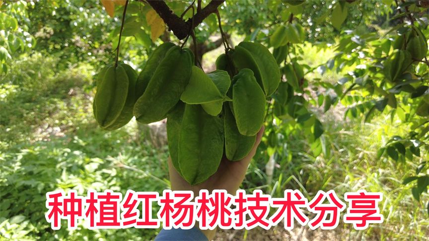 种植红杨桃那些事:1要矮化修剪回缩,2要打药套袋,3是施有机肥